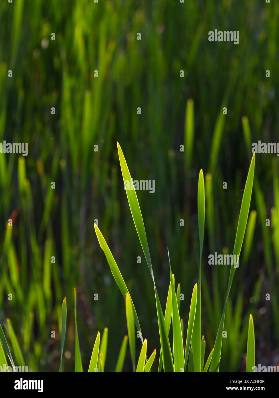 Green mace hi-res stock photography and images - Alamy