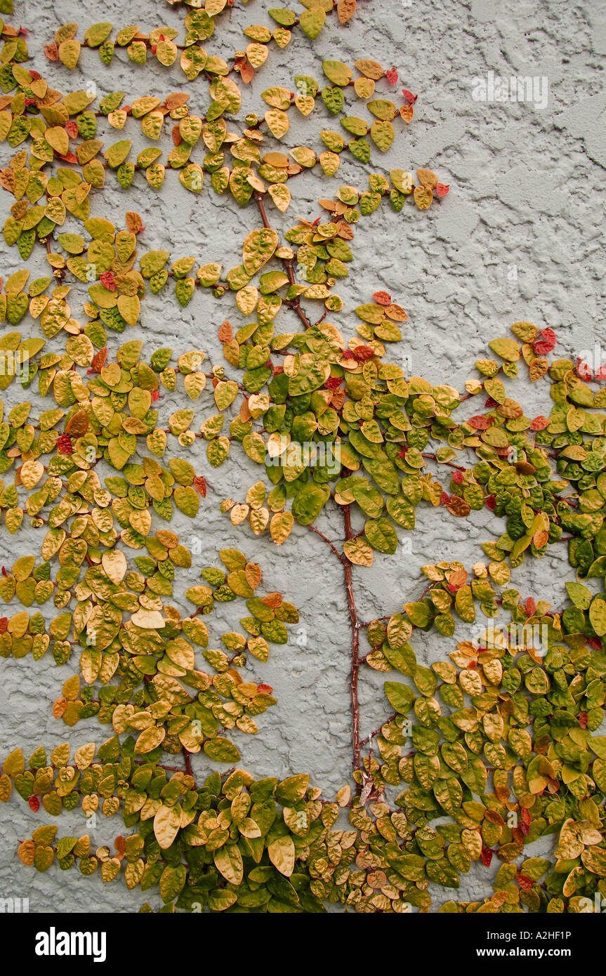 green creeper plant on stucco wall Stock Photo - Alamy