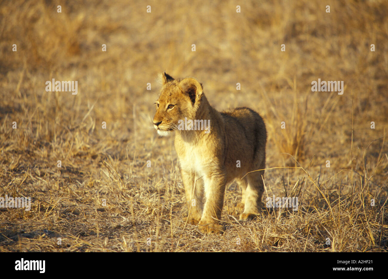 Timbavati lions hi-res stock photography and images - Alamy