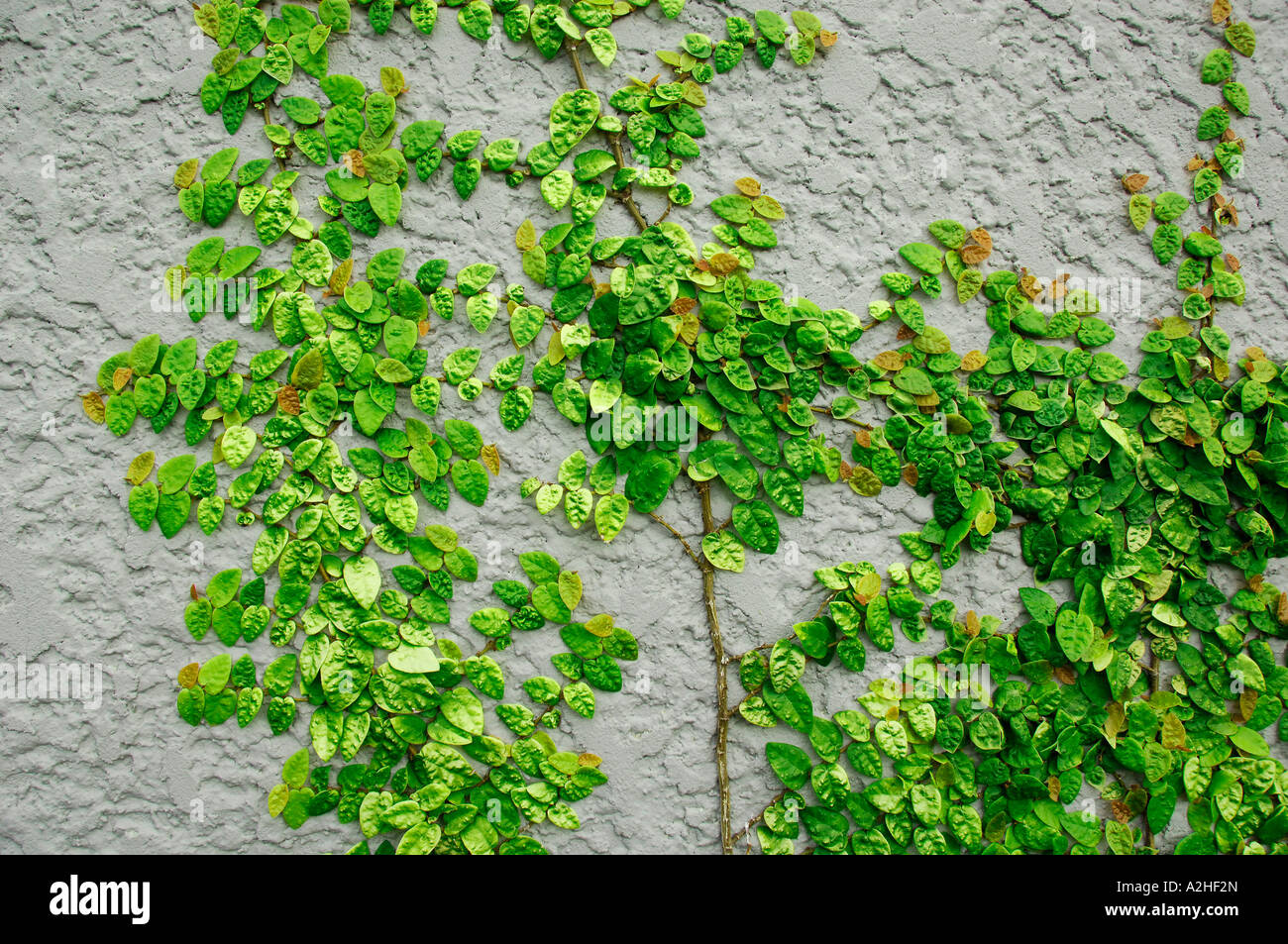 green creeper plant on stucco wall Stock Photo - Alamy