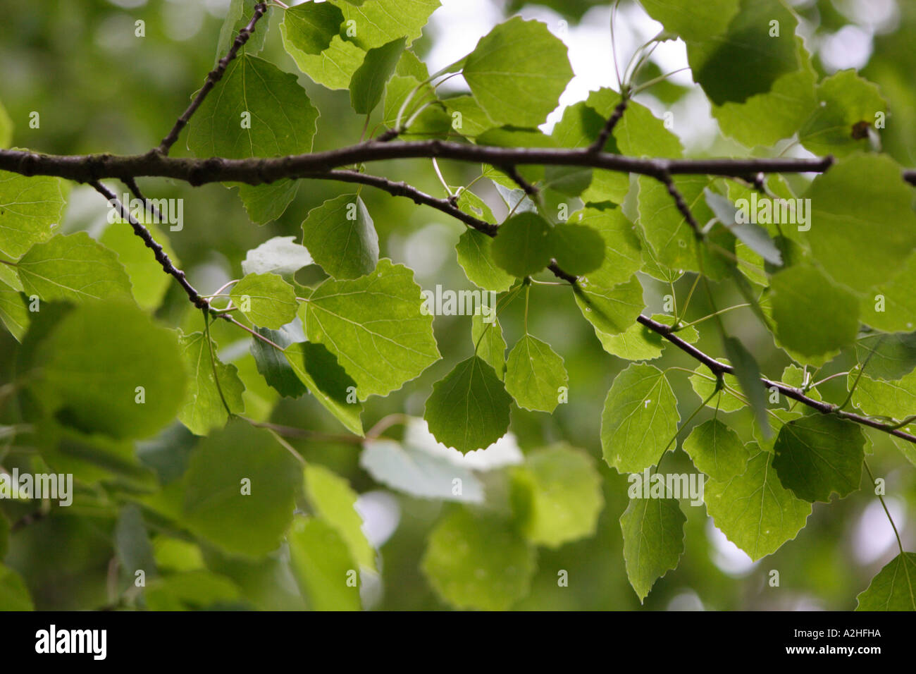 Populus tremula uk hi-res stock photography and images - Alamy