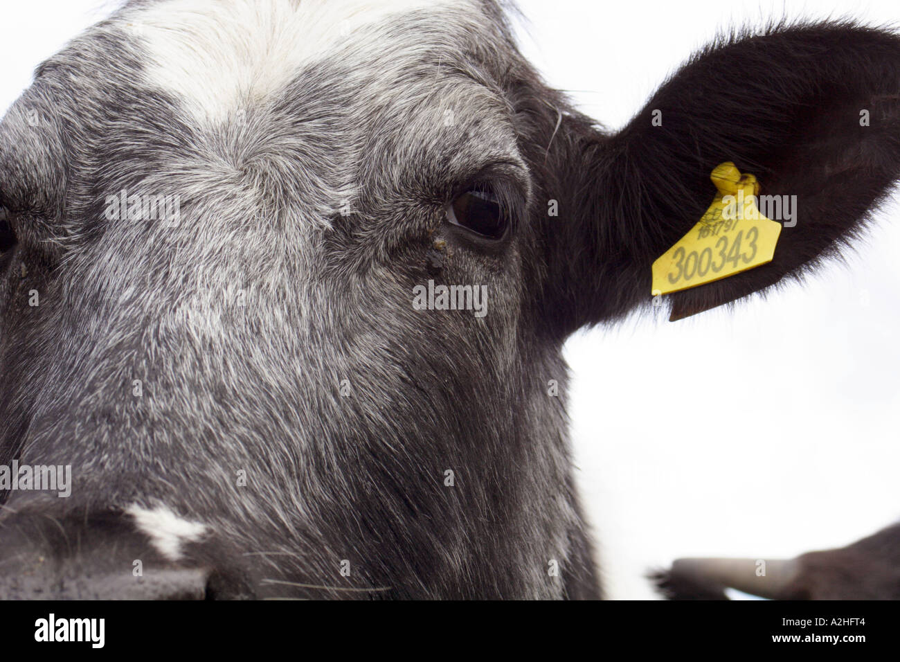 Cow is ear labeled hi-res stock photography and images - Alamy