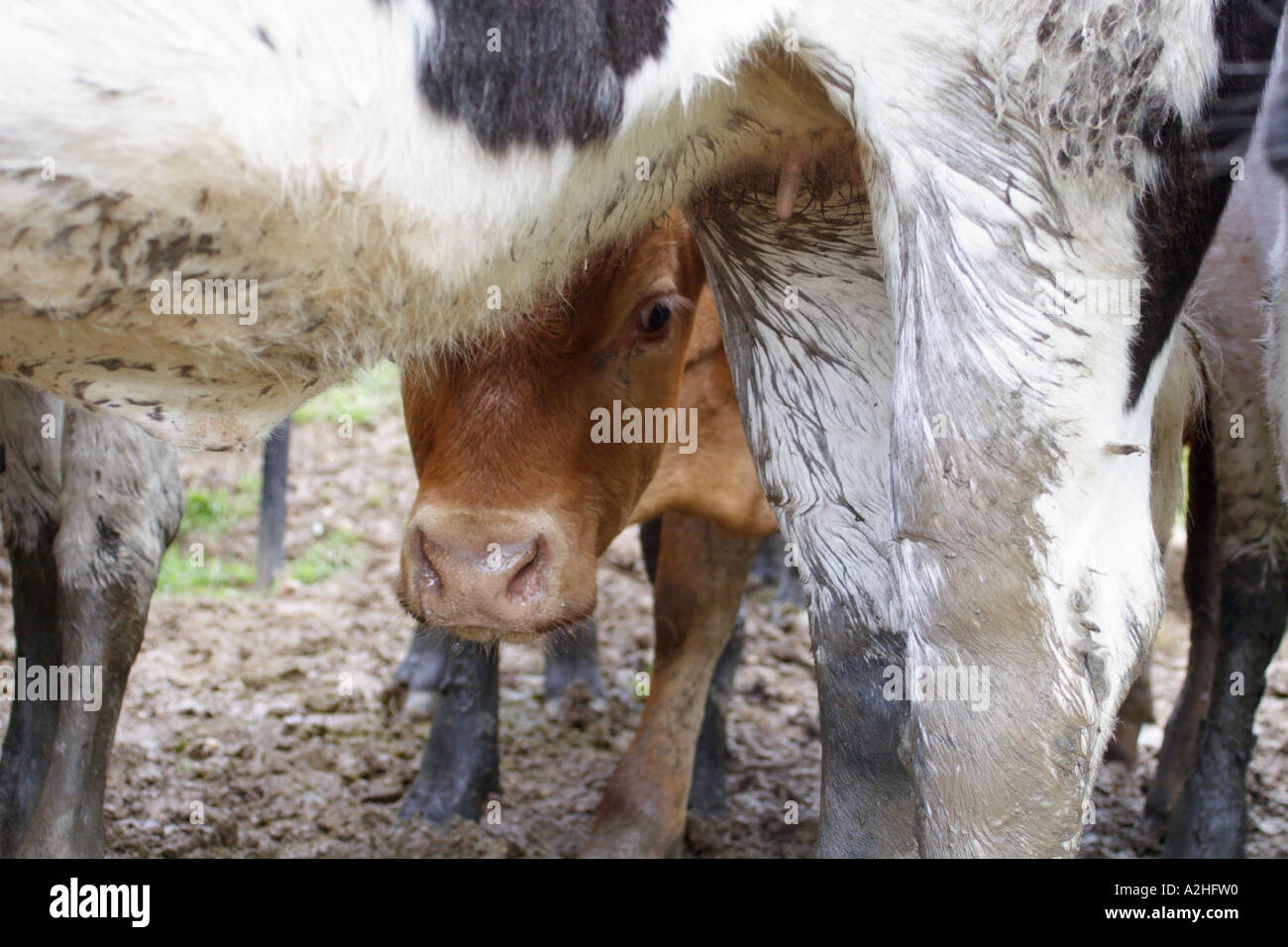 Underneath cow hi-res stock photography and images - Alamy