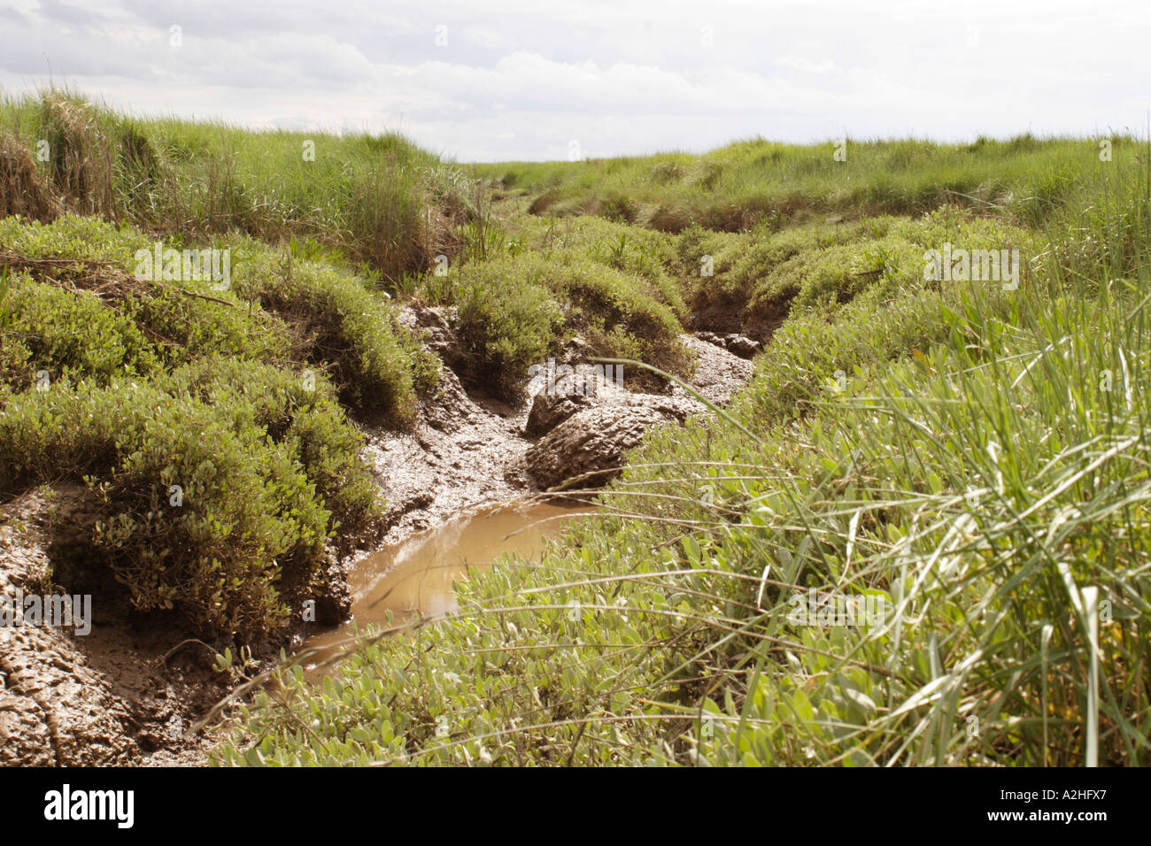 The Wash, Frampton Marsh, East Anglia, UK Stock Photo - Alamy