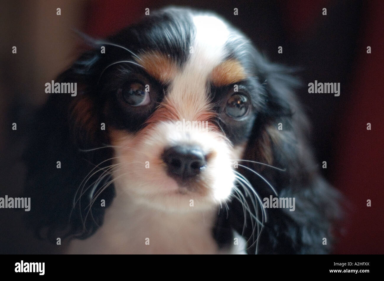Disinterested dog hi-res stock photography and images - Alamy