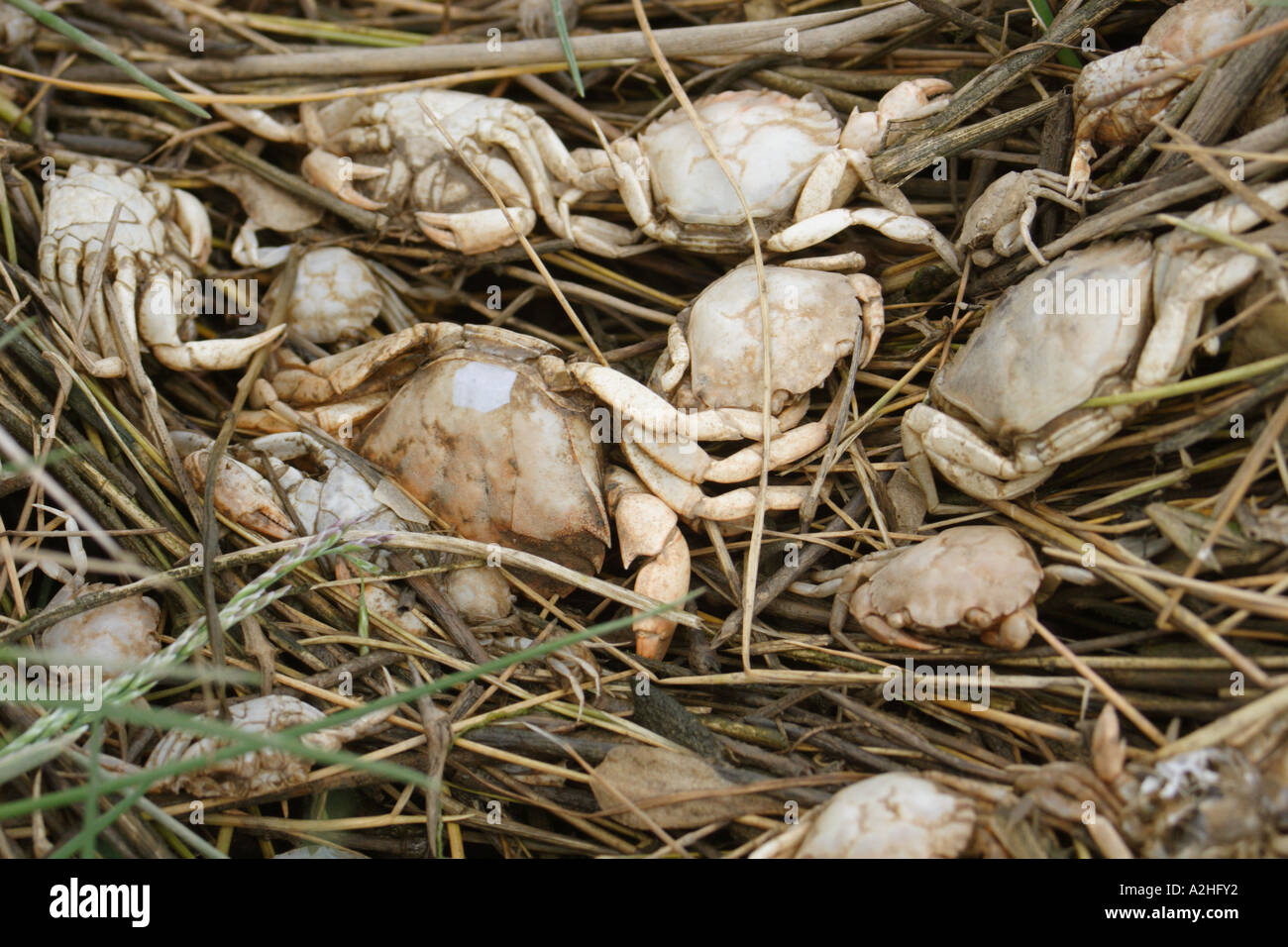 Large numbers of crabs washed up at the Wash, East Anglia, UK Stock ...