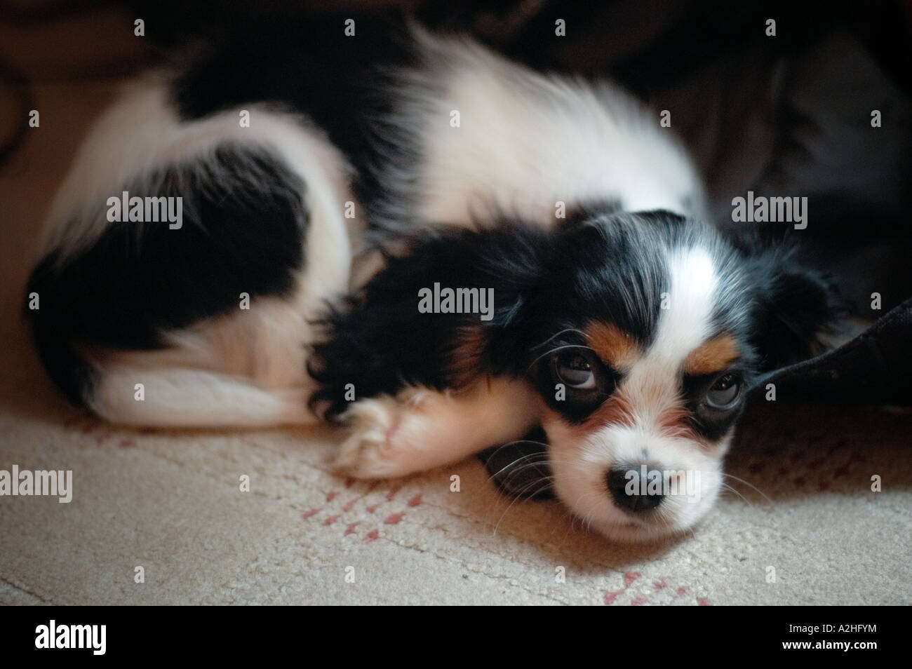 Disinterested dog hi-res stock photography and images - Alamy