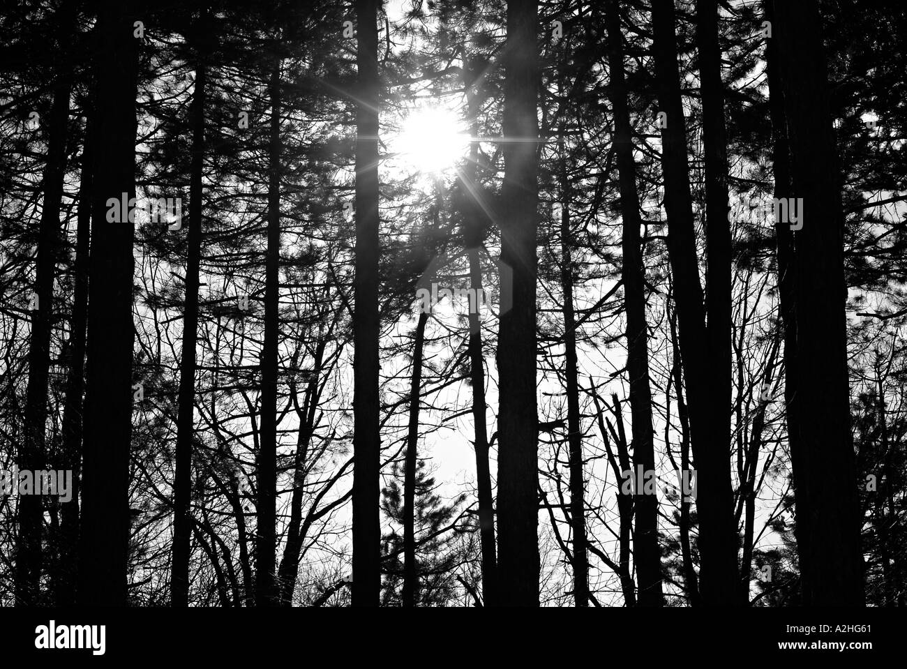 Sun Shining Through the Trees in a Forest Stock Photo - Alamy