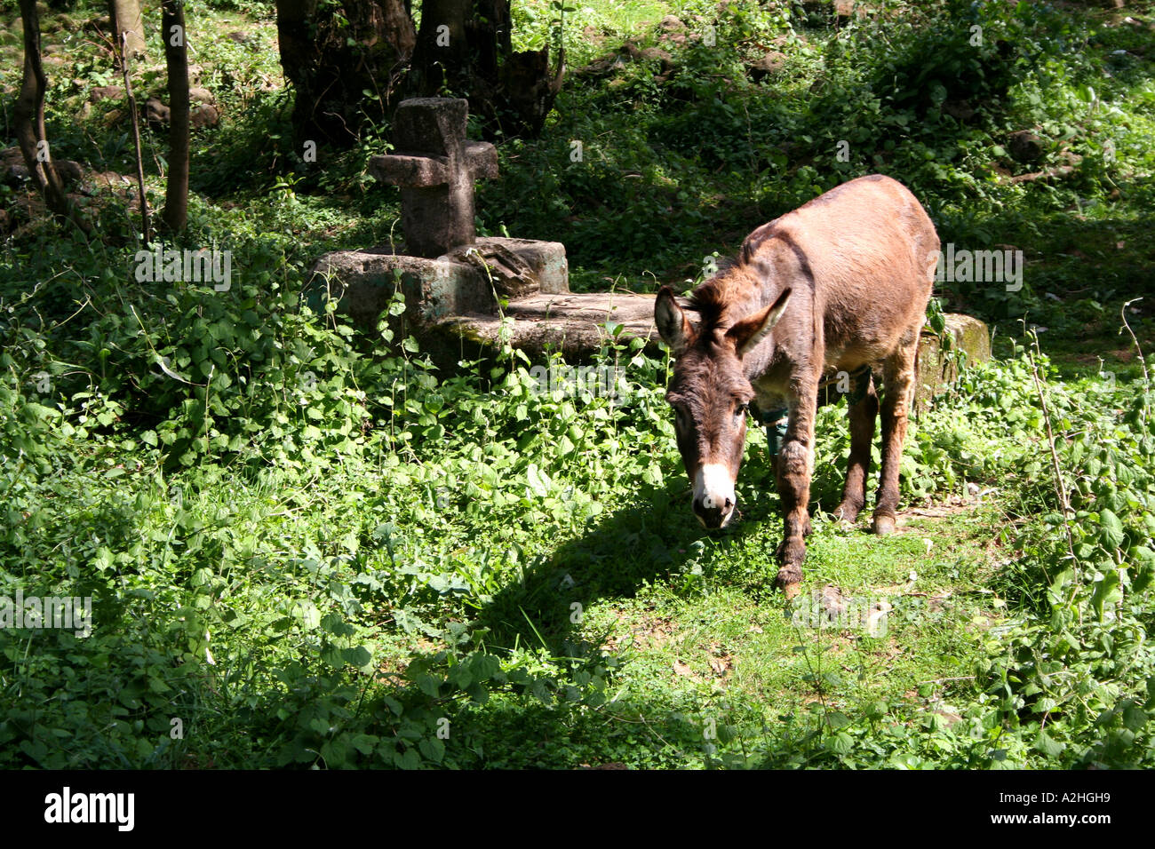 donkey and a grave, Addis Ababa, Ethiopia Stock Photo - Alamy