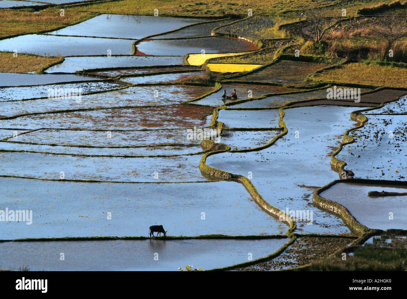 sweeping rice paddies, Anjaha Reserve Madagascar Africa Stock Photo - Alamy