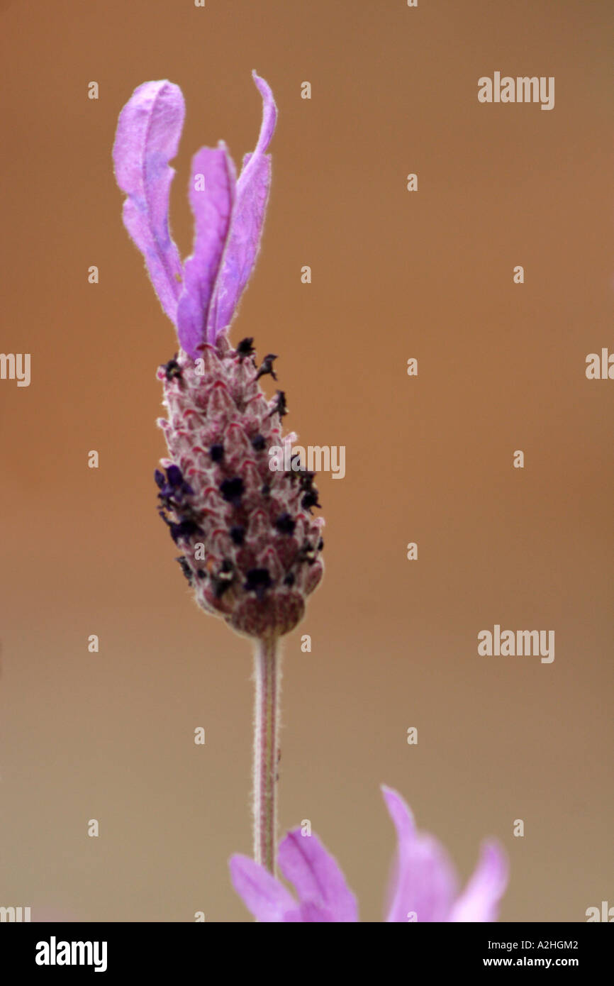 Rabbit ear lavender hi-res stock photography and images - Alamy
