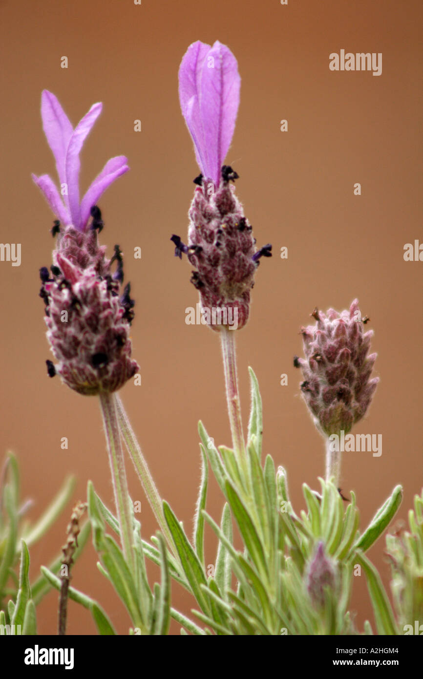Rabbit ear lavender hi-res stock photography and images - Alamy
