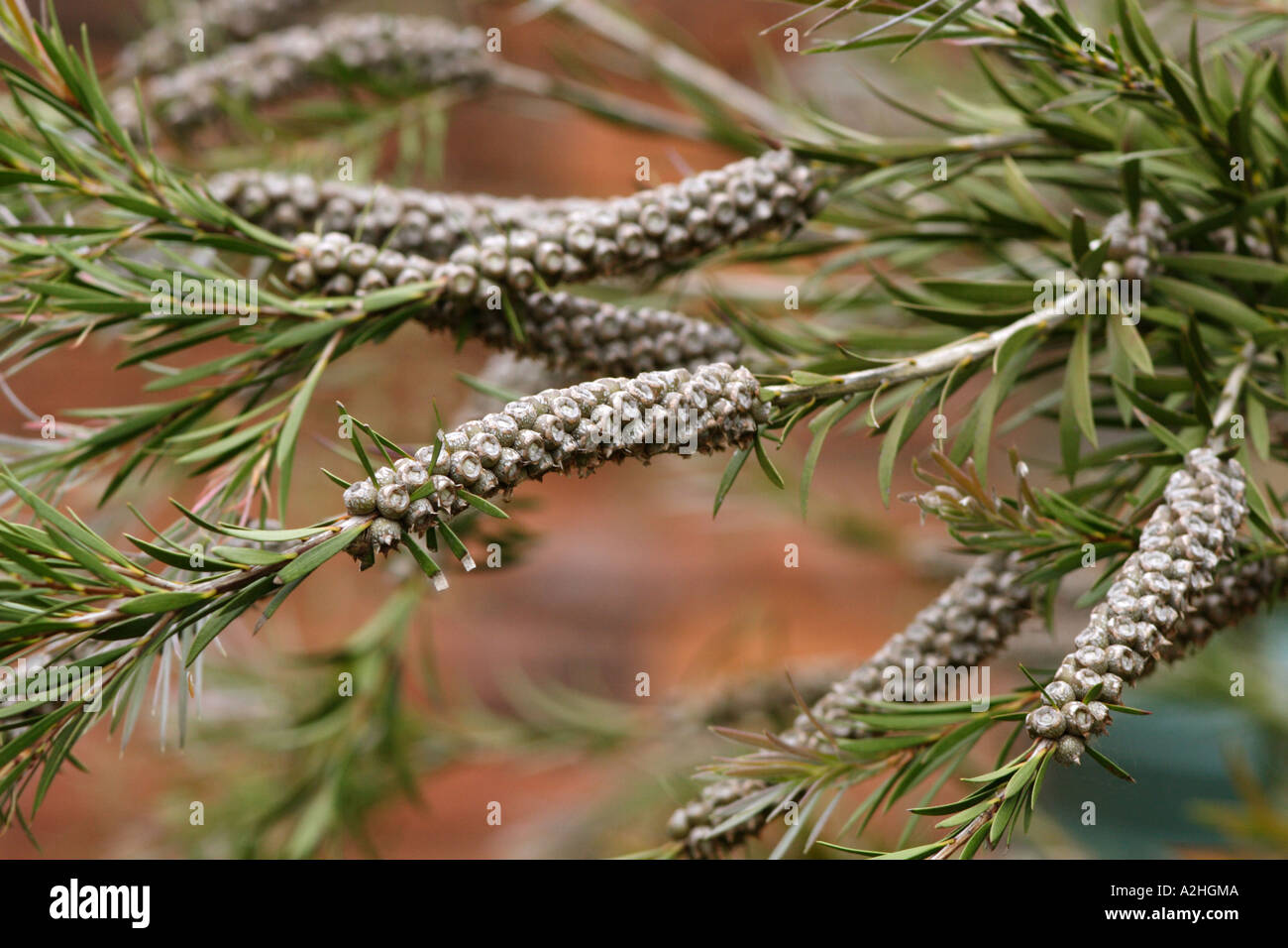 Bottlebrush, Callistemon, seed capsules, UK Stock Photo - Alamy