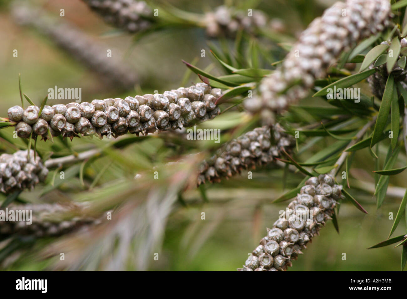 Bottlebrush, Callistemon, seed capsules, UK Stock Photo - Alamy