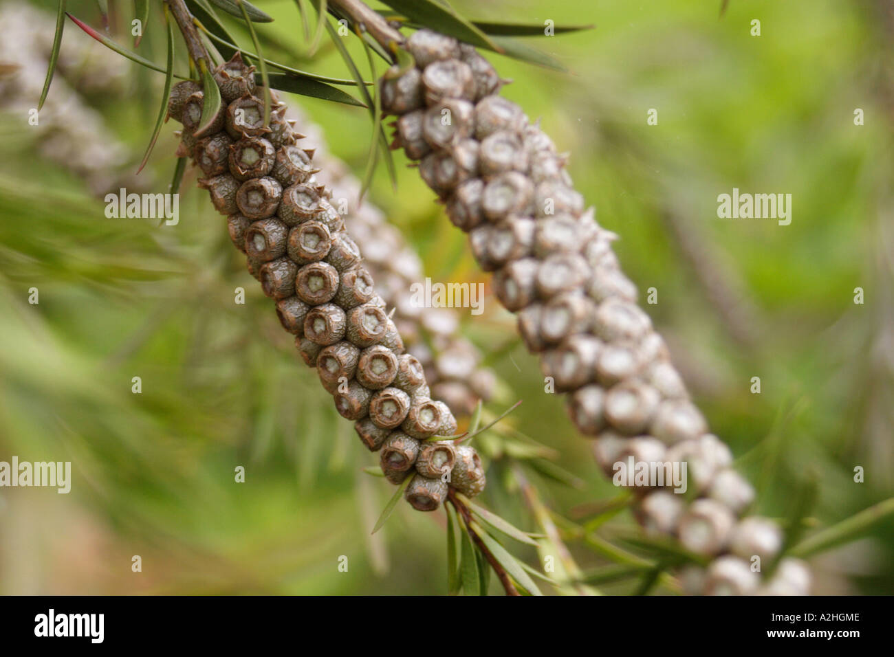 Bottlebrush, Callistemon, seed capsules, UK Stock Photo - Alamy