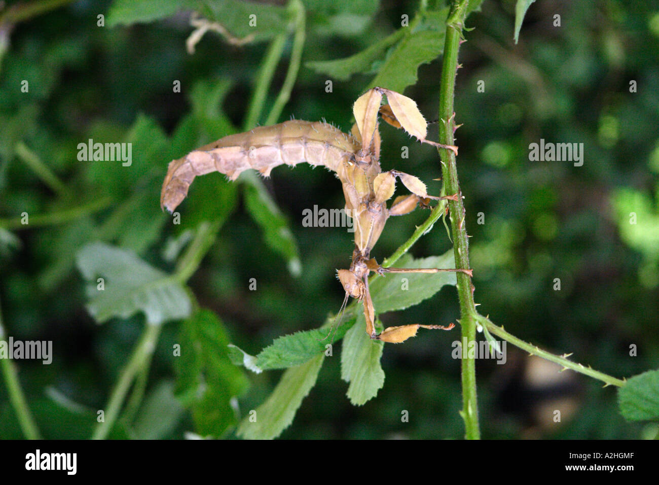 Giant Prickly Stick Insect, Extatosoma Tiaratum, in captivity at Rutland Butterfly Farm, UK ...
