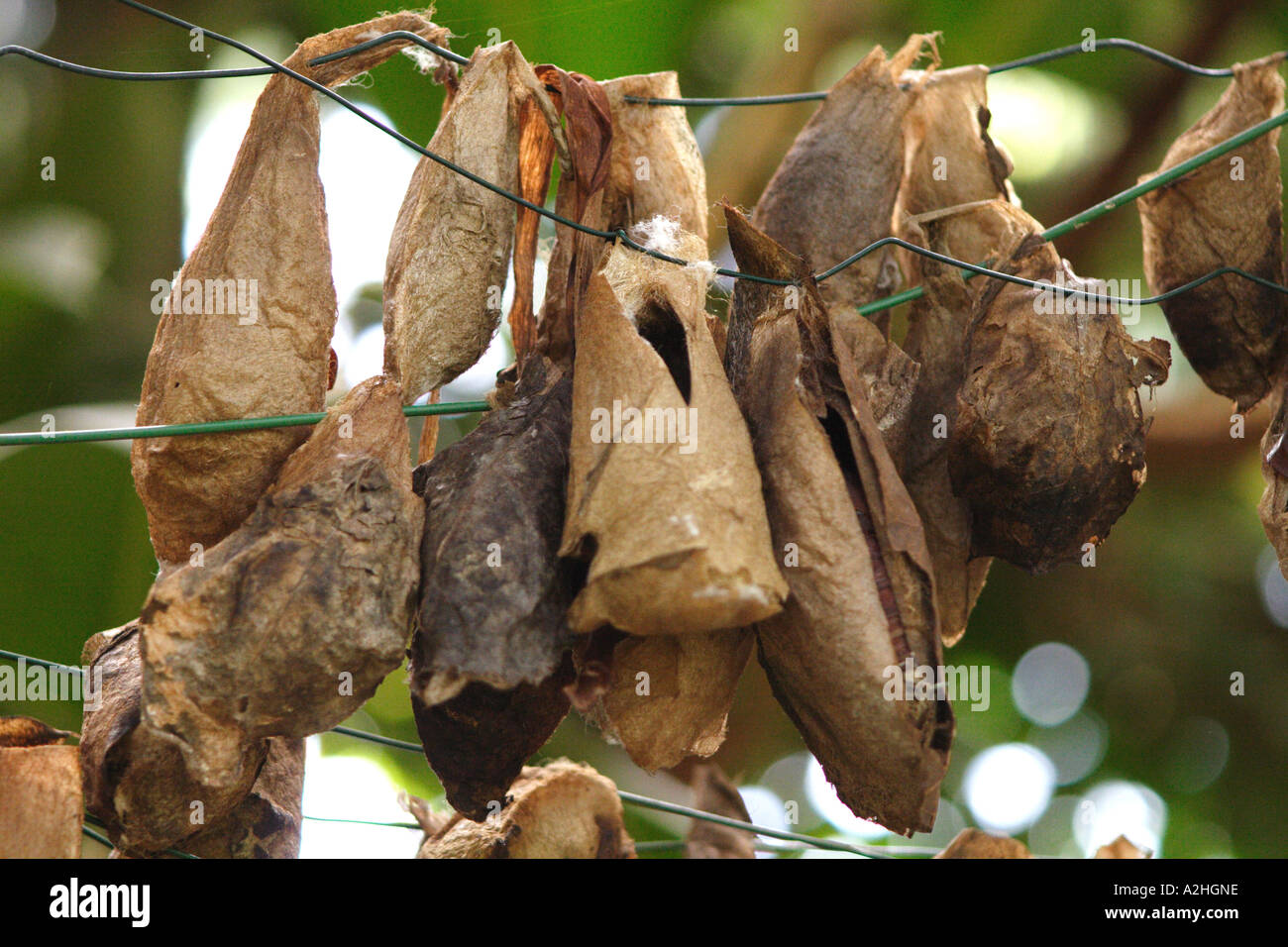 Atlas moth cocoon hi-res stock photography and images - Alamy