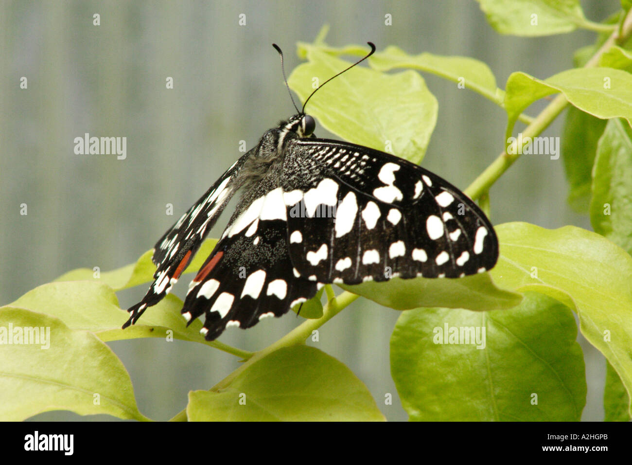 Citrus Swallowtail, Papilio demodocus, in captivity, UK. Also known as ...