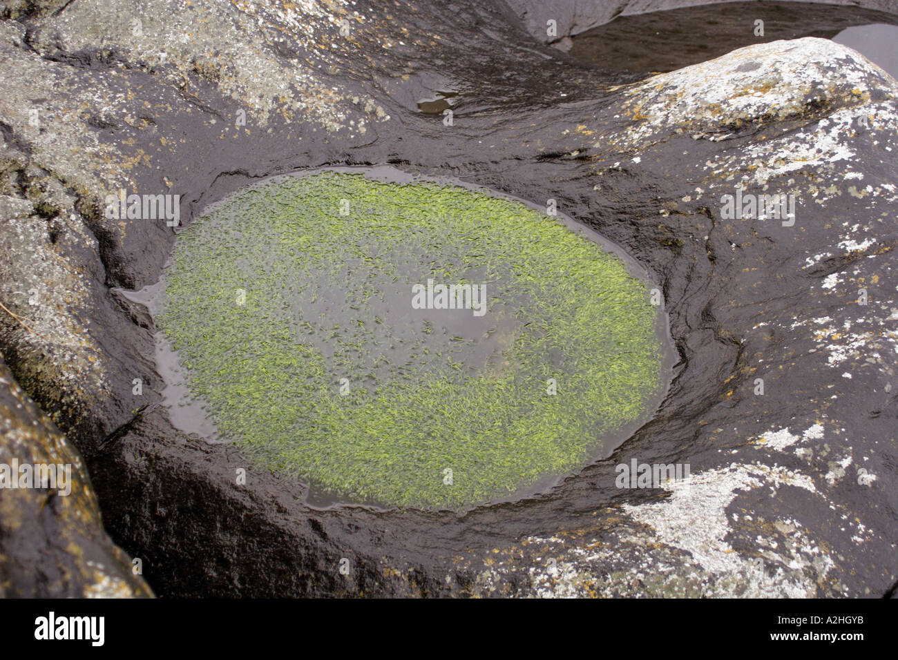 Green algae growing in a pool in a coastal rock, Norway Stock Photo - Alamy