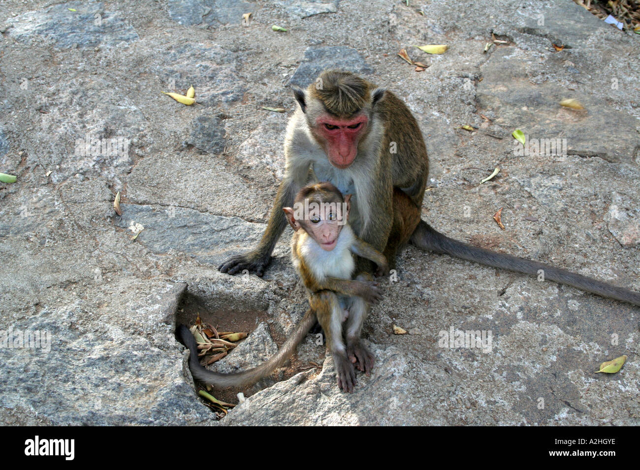 Sri lanka temple monkey dambulla hi-res stock photography and images ...