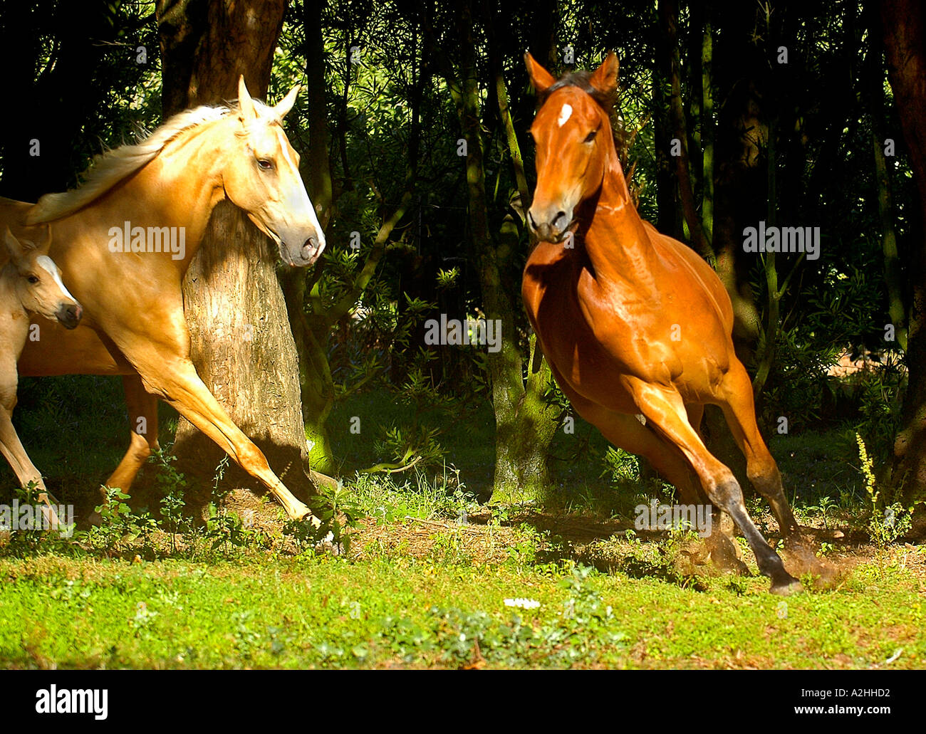 Mare with foal running side by side hi-res stock photography and images ...