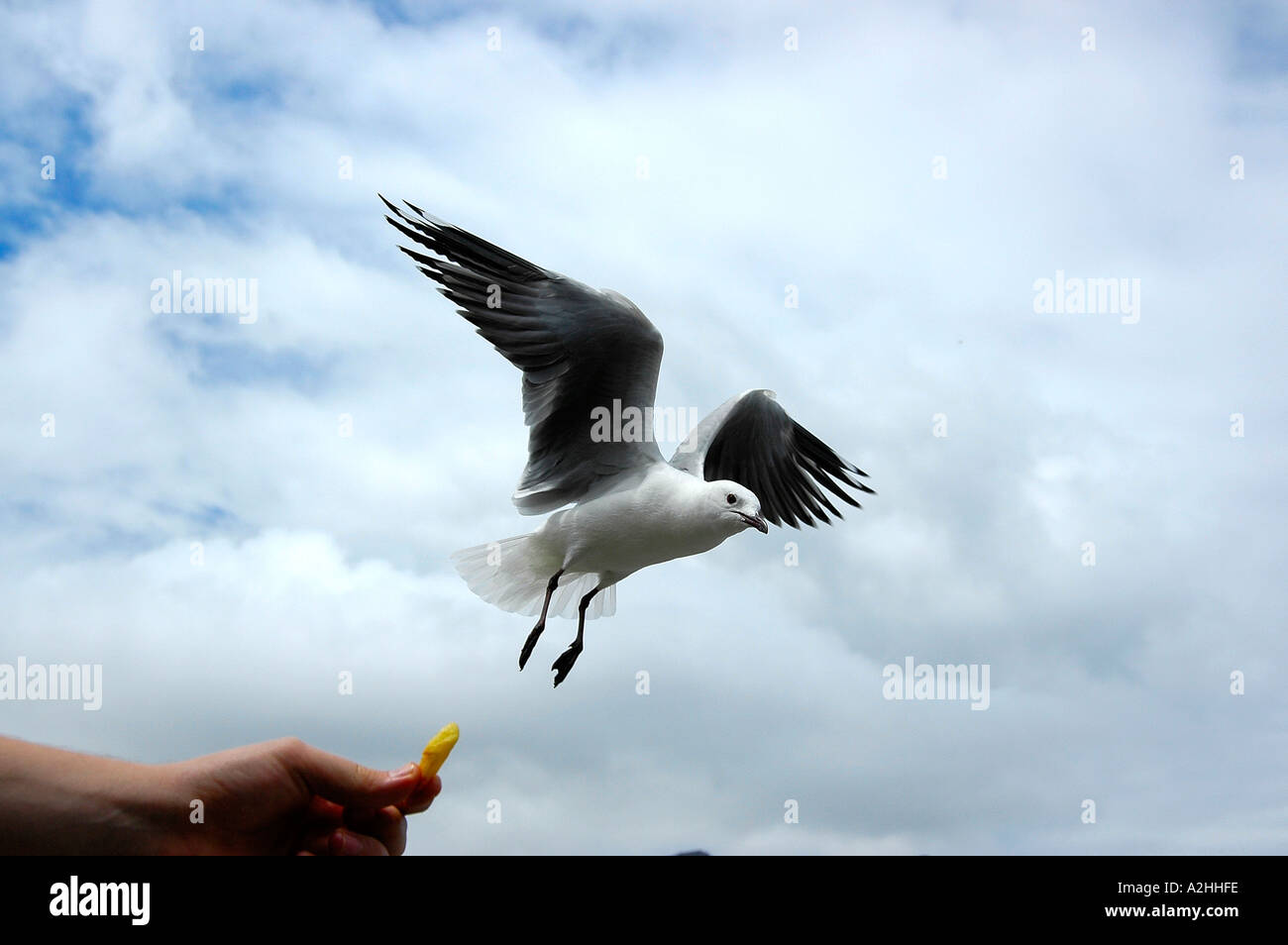 Seagull snatching food from hand near Houtbay Cape Town South AFrica ...