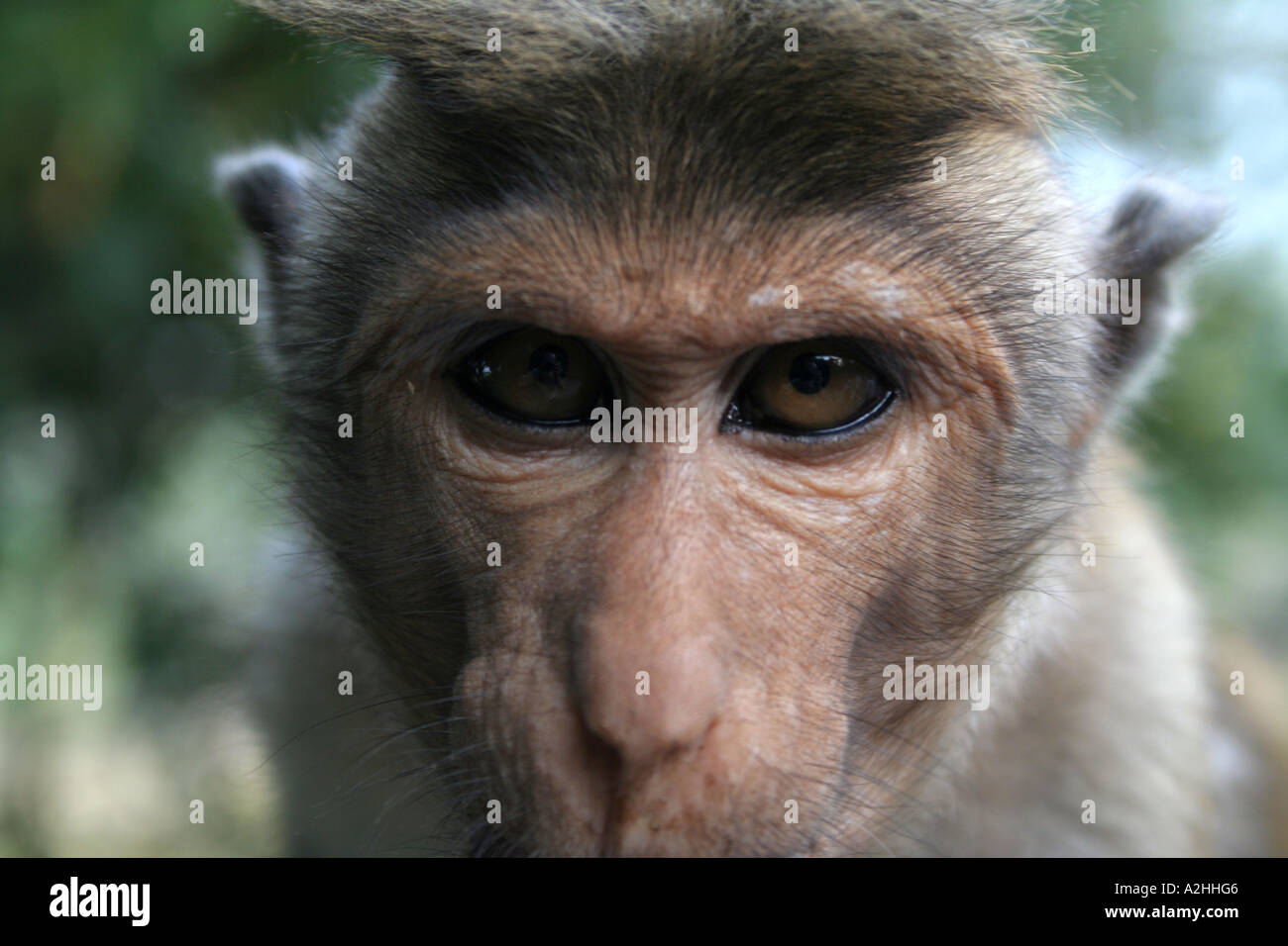 Toque Monkey ( Macaque Monkey ) at the cave temples of Dambulla, Sri ...