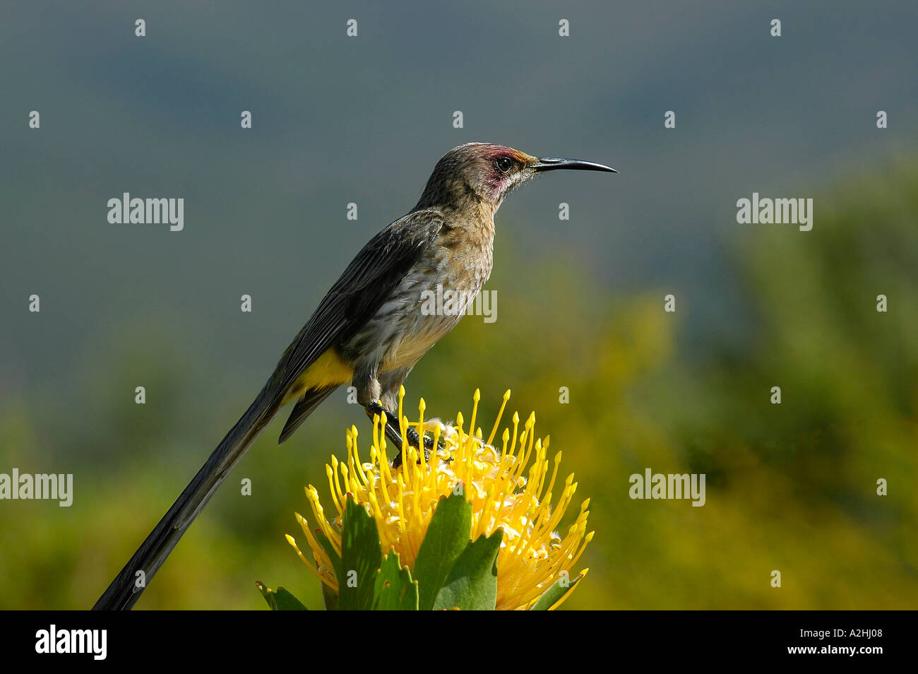 Protea pollinator hi-res stock photography and images - Alamy