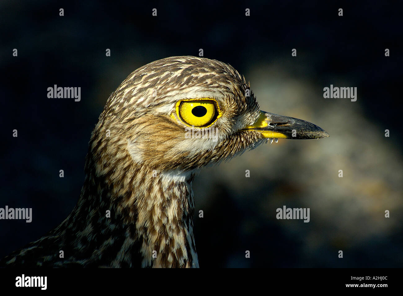 Dikkops hi-res stock photography and images - Alamy