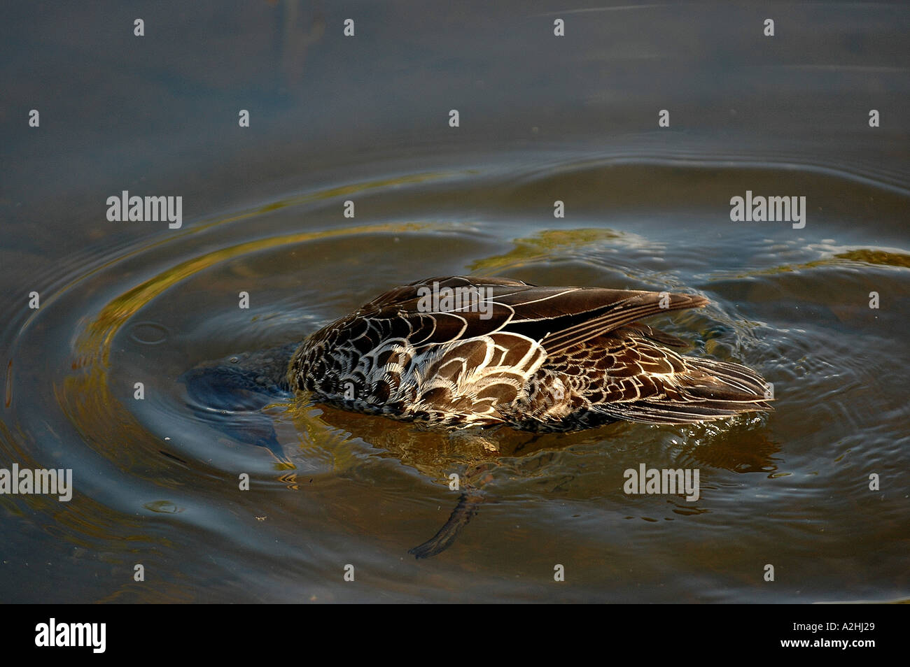 Yellow billed duck floating on rings of water with head immersed while ...