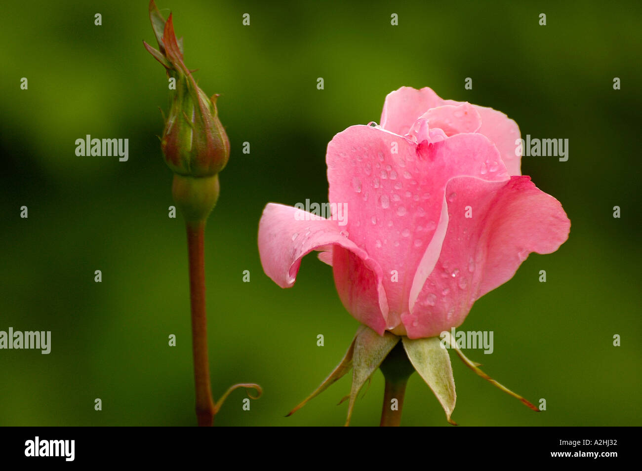 Unfurling flowers hi-res stock photography and images - Alamy