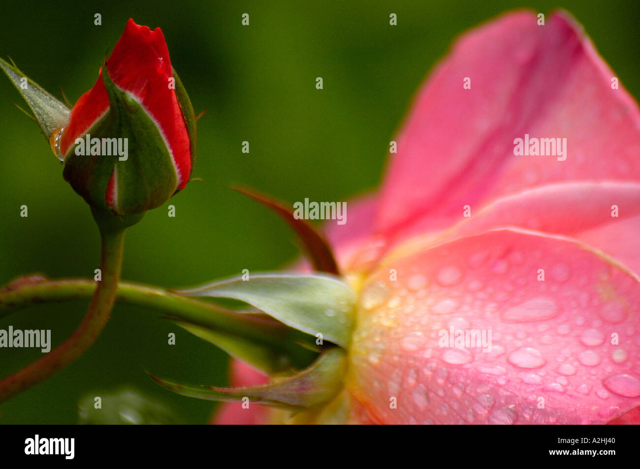 Red rose bud vertical on left underneath of paler open rose blossom ...