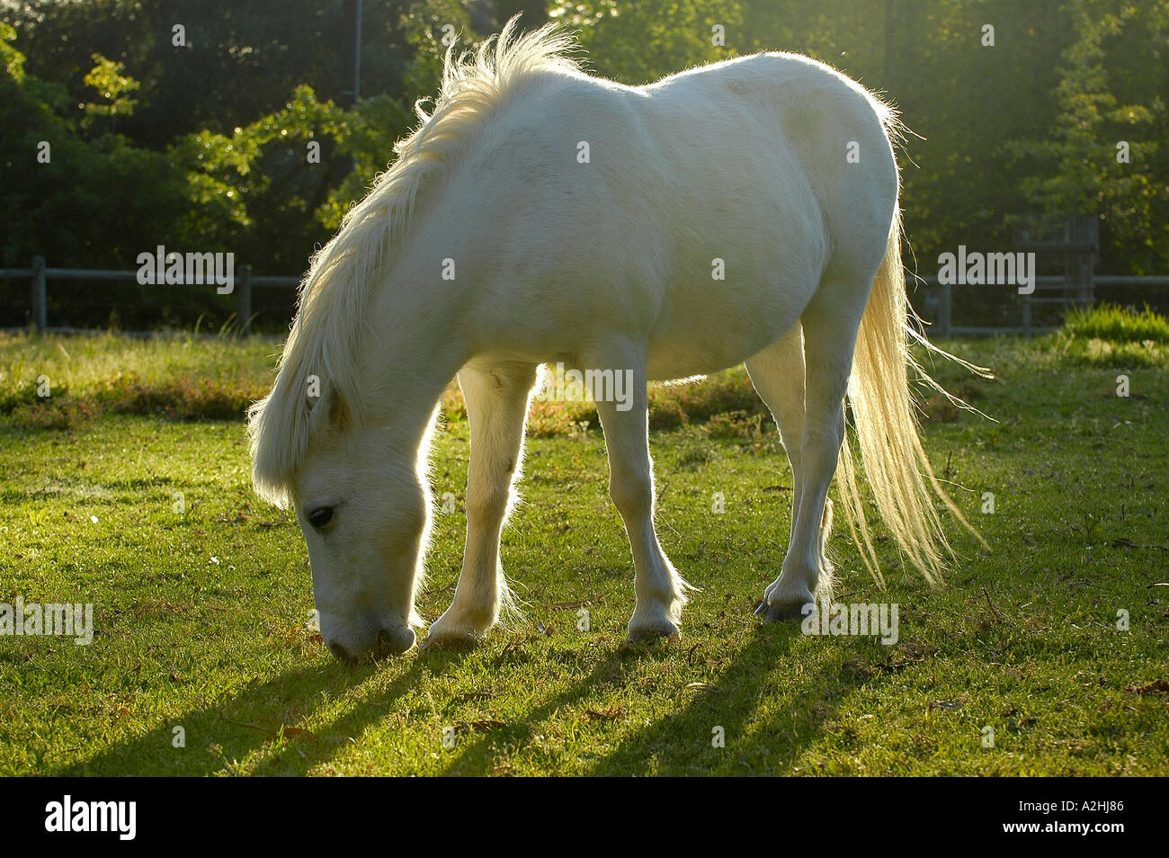 Tightly cropped picture of Welsh pony grazing side view backlighting ...