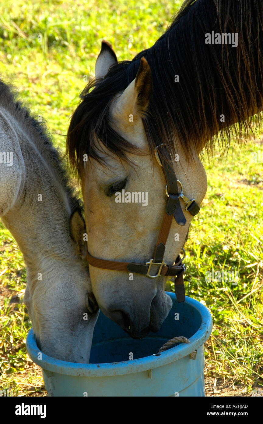 horses family eating bucket sharing mare foal closeness family together ...