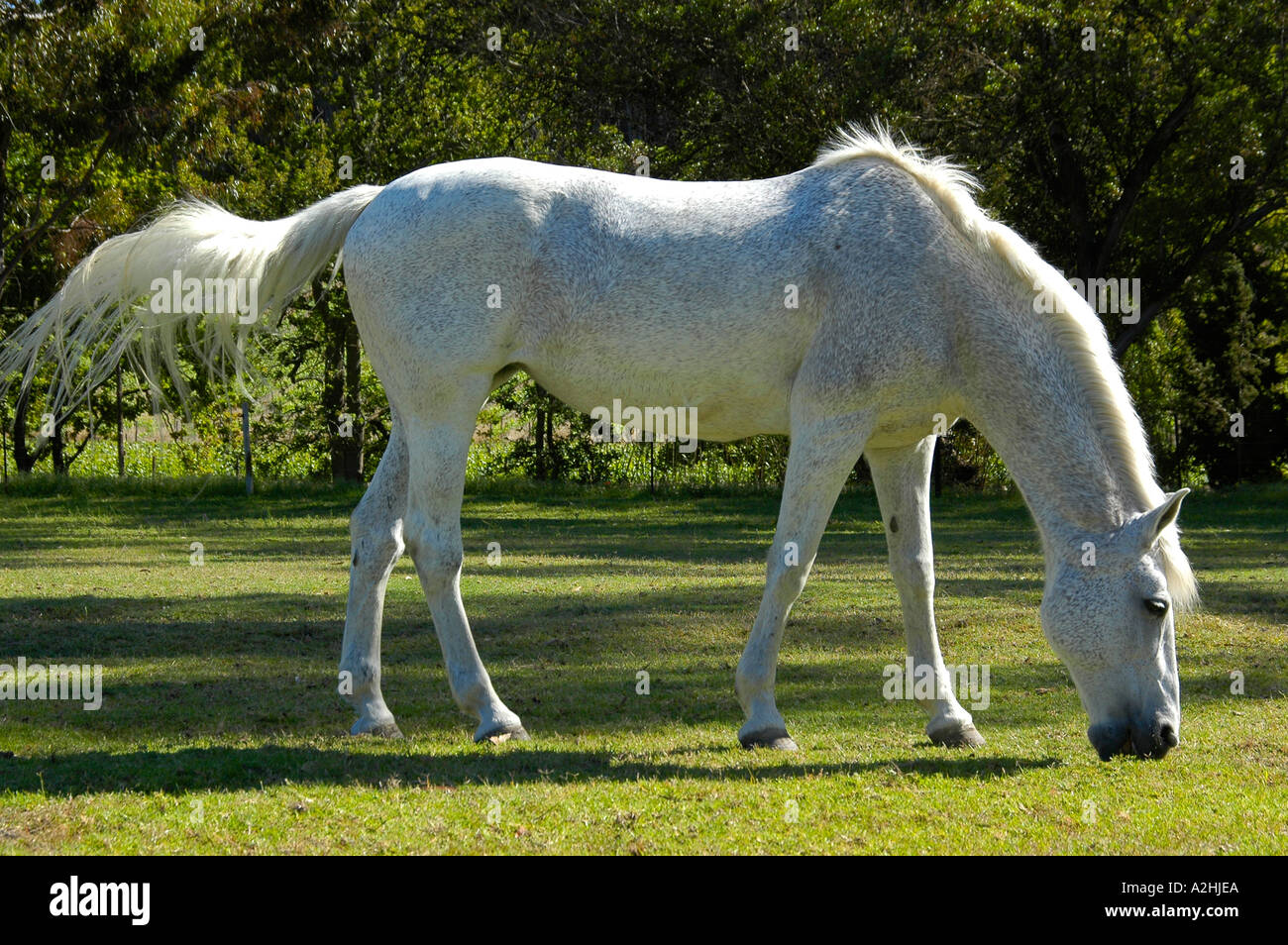 White grey mare grazing on green grass Stellenbosch South Africa Stock ...