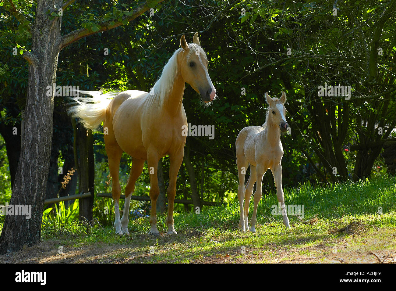 Beautiful American Saddle Horse mare with 3 week old foal Grabouw W ...
