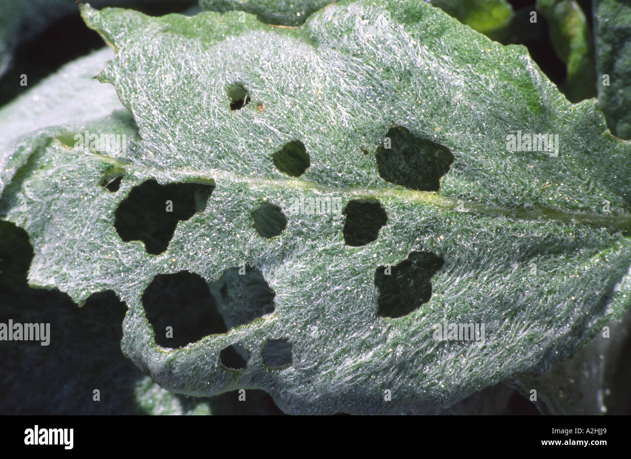 Leaf damaged by slugs Stock Photo - Alamy