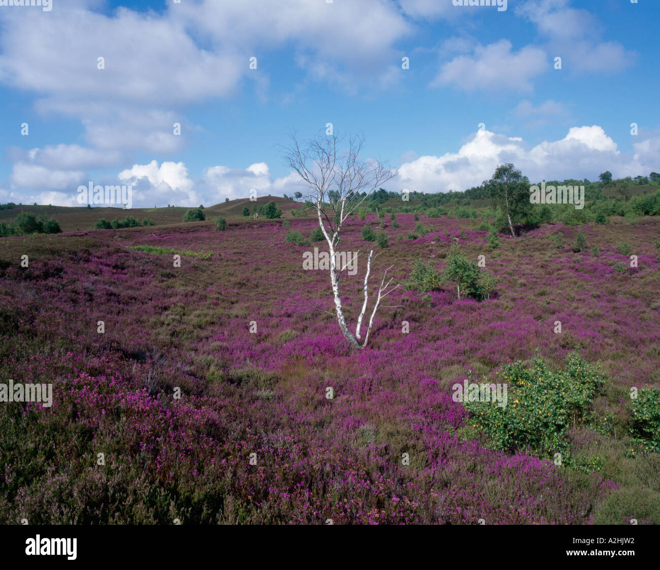 Flowering Bell Heather on southern heathland Ash MoD Ranges Surrey ...