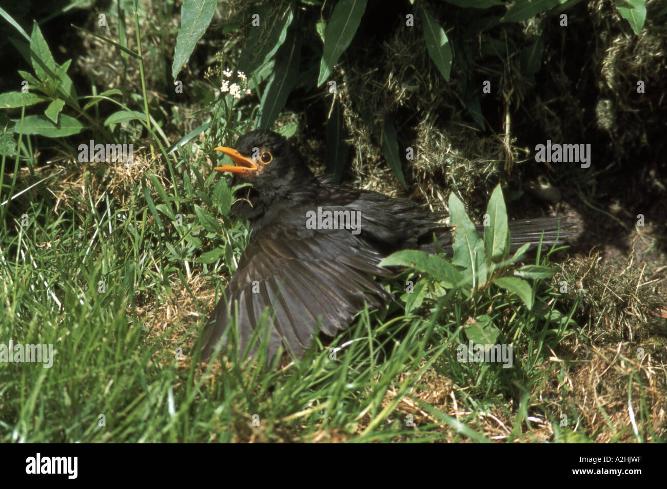 Blackbird Male sunbathing Scotland June Stock Photo - Alamy
