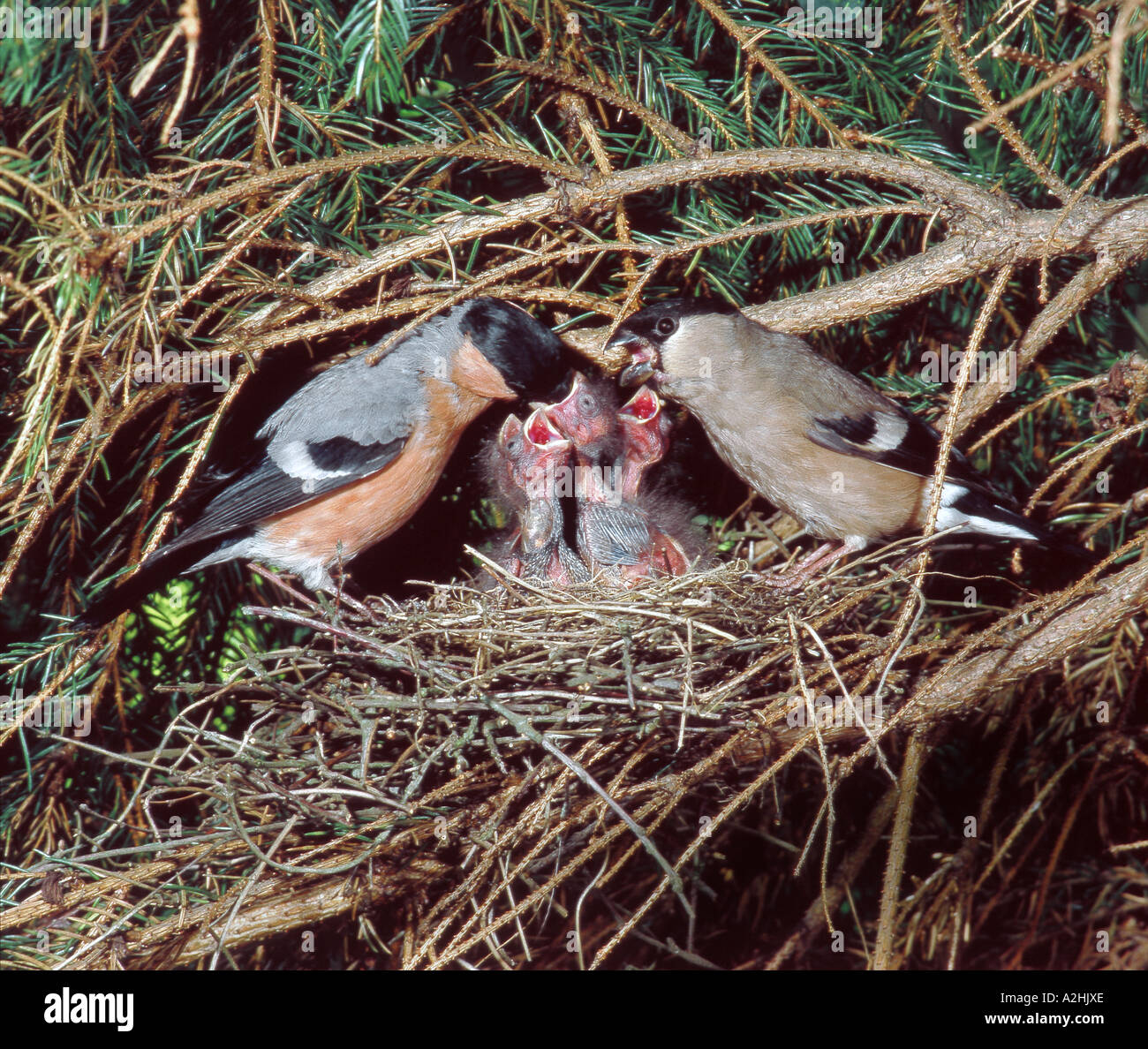 Young bullfinch hi-res stock photography and images - Alamy