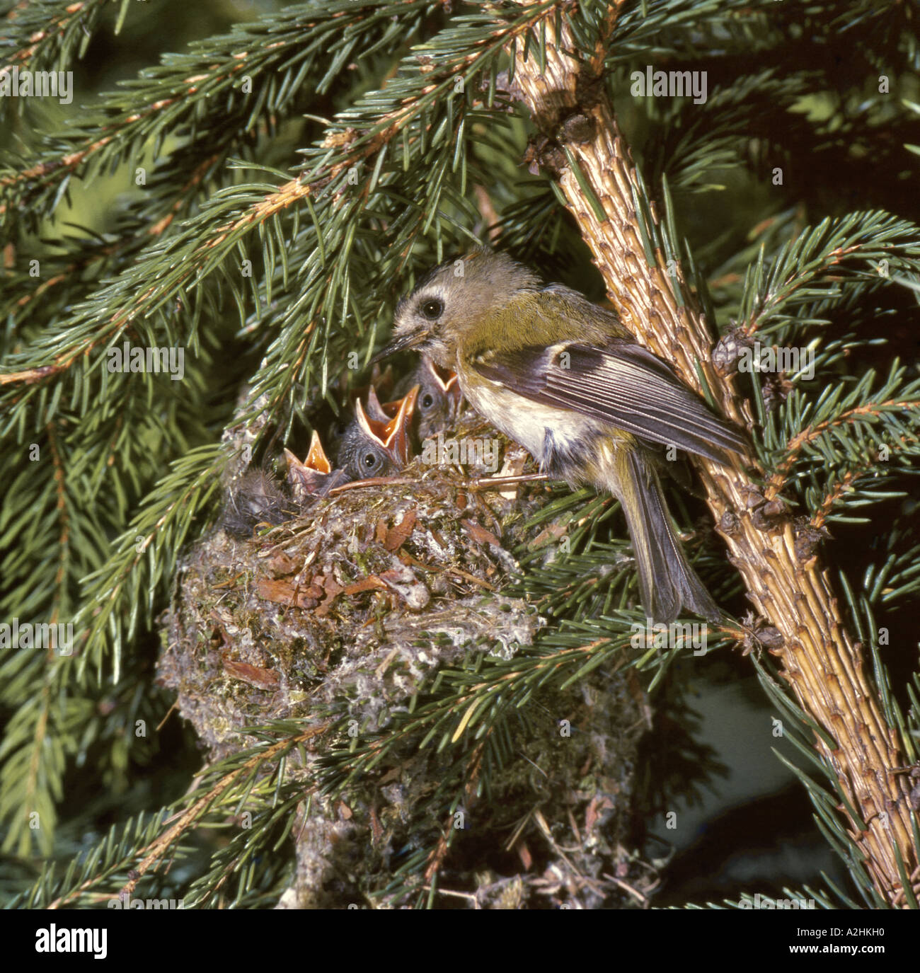 Goldcrest nest hi-res stock photography and images - Alamy