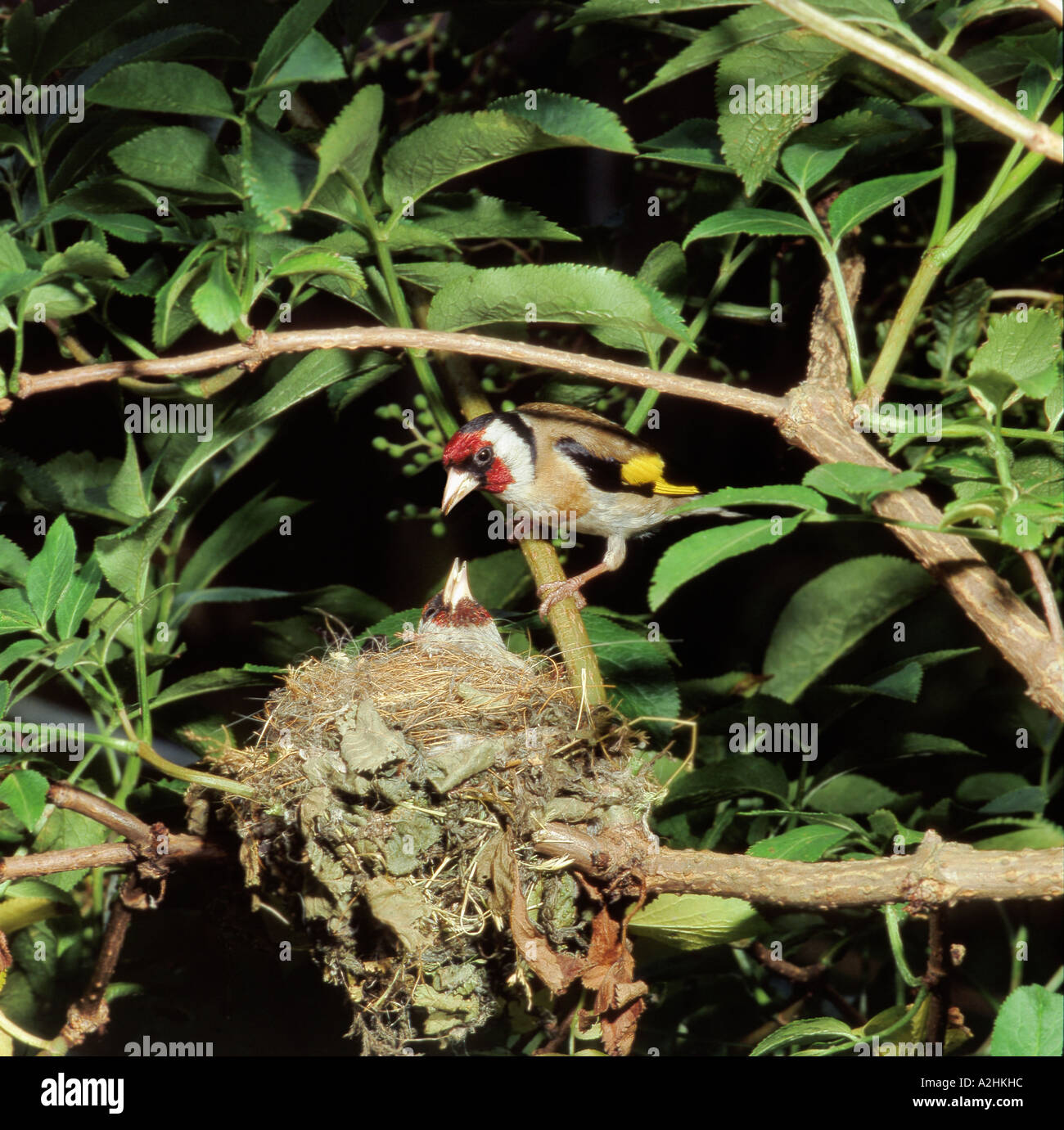 Goldfinch nesting hi-res stock photography and images - Alamy