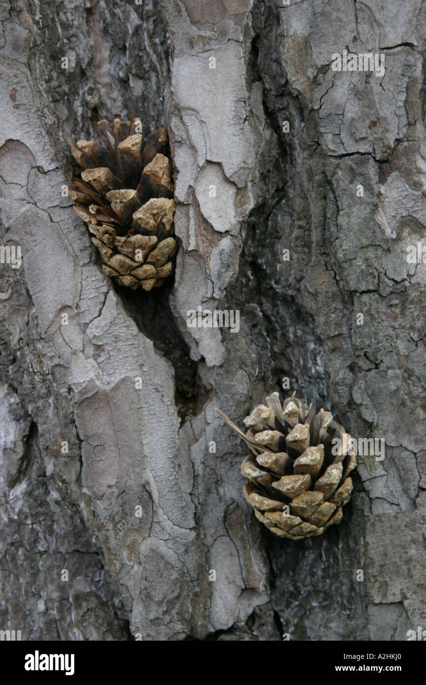 Great Spotted Woodpecker Anvil in pine bark used as wedge to extract ...