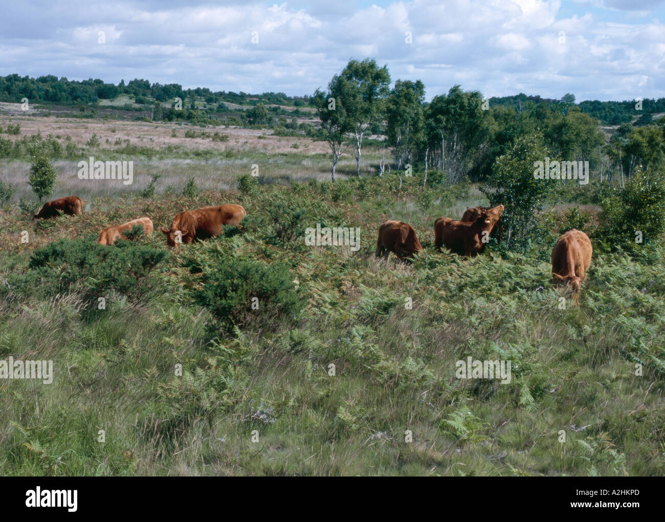 Chobham Common High Resolution Stock Photography and Images - Alamy