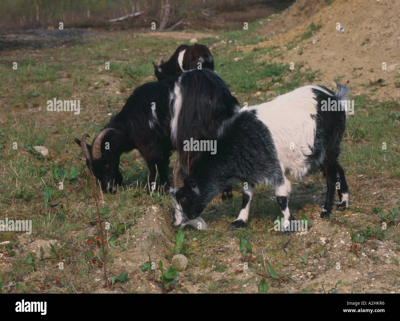 Heathland conservation. Feral Goats being used to graze heathland MoD ...