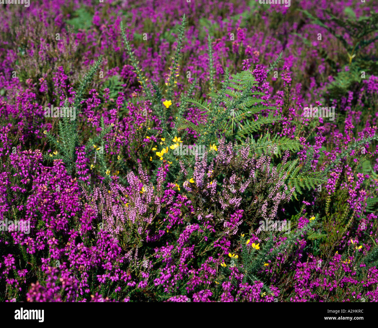 Diverse heathland flora including Bell heather Ling Bracken Dwarf Gorse ...
