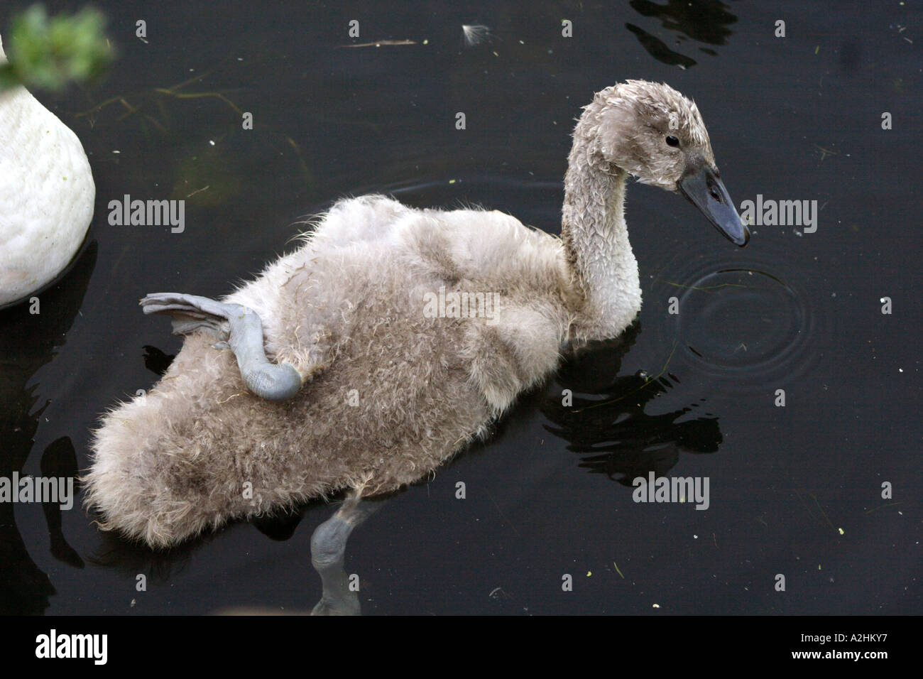 Mute Swan, Cygnus olor, cygnet folding one leg back out of water, UK ...