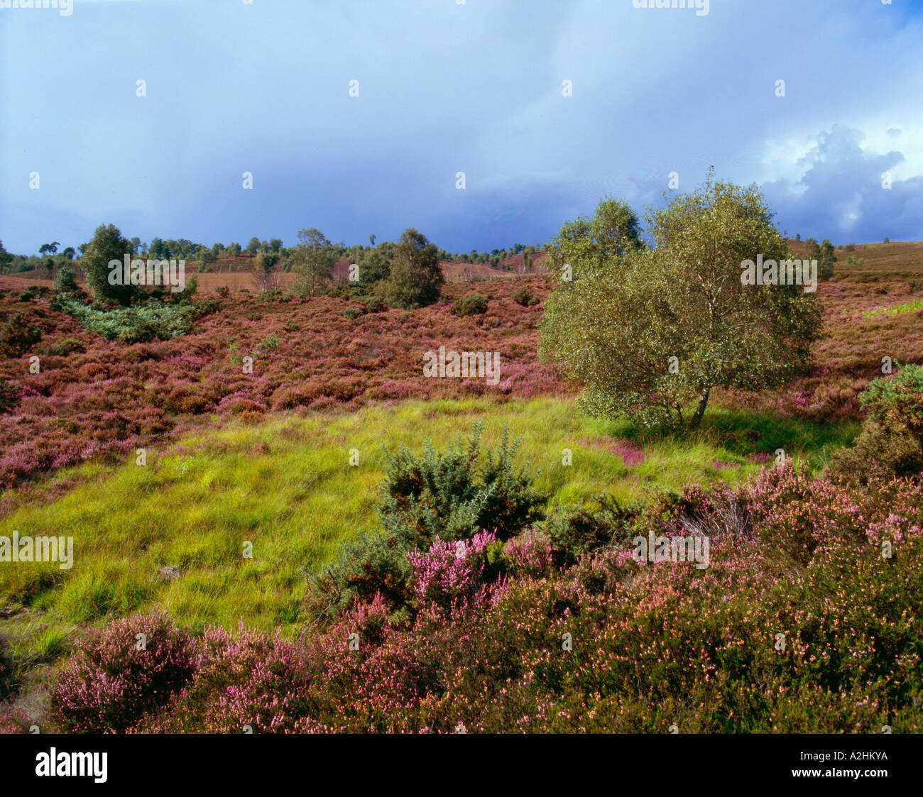 Ash ranges hi-res stock photography and images - Alamy