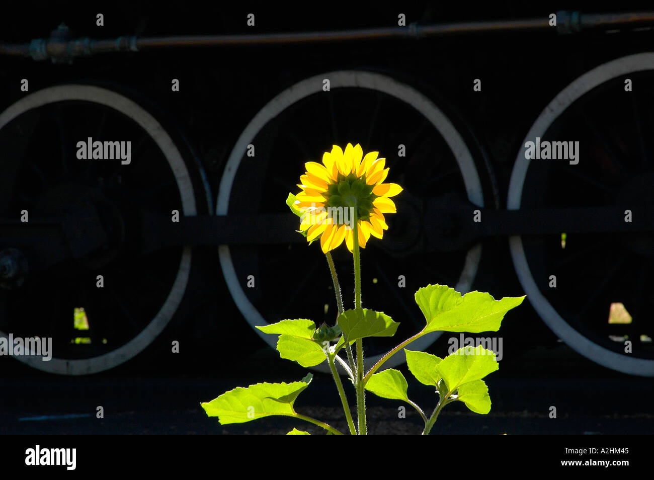 Sunflower train contrast wheels hi-res stock photography and images - Alamy