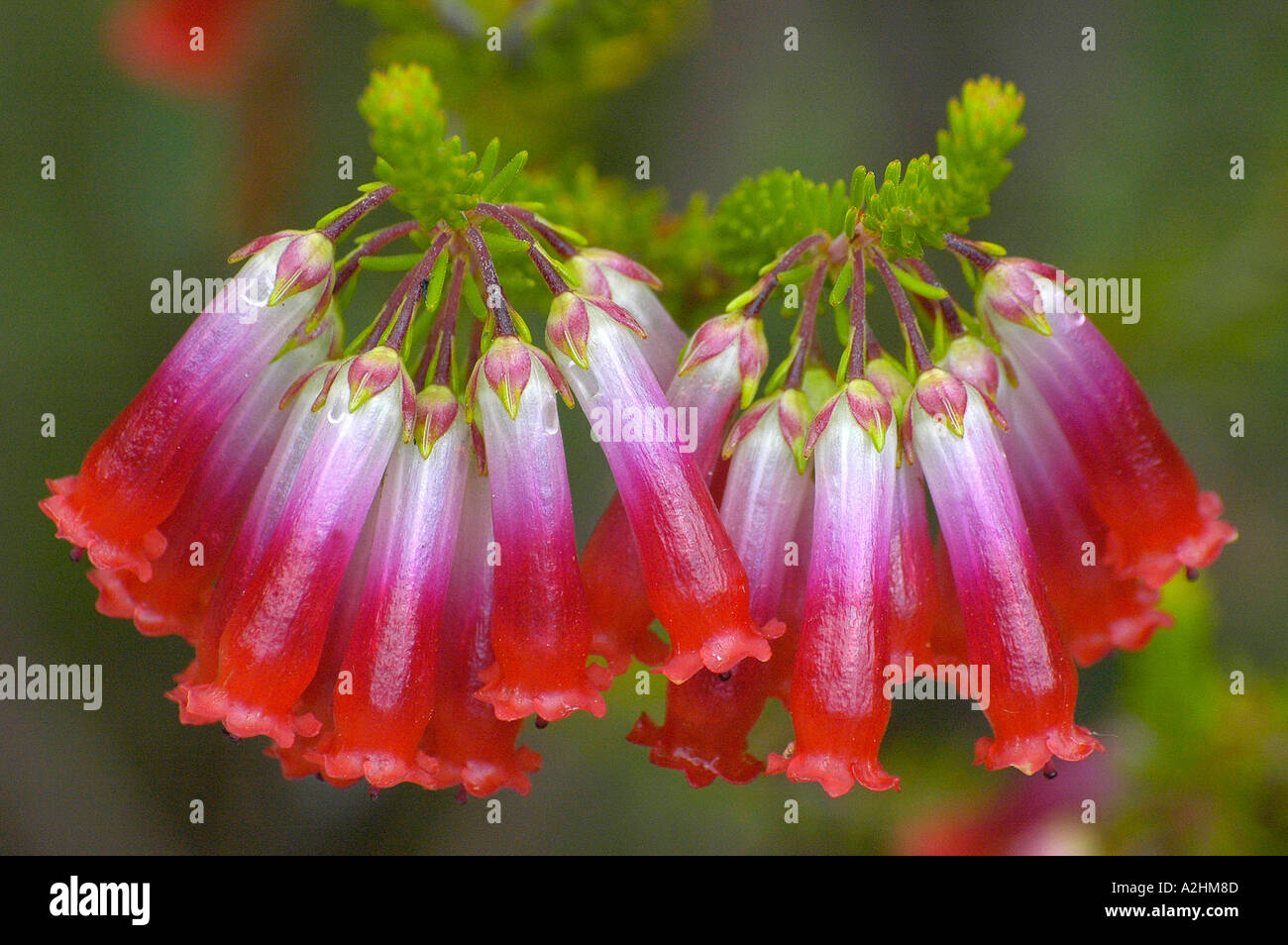 The Elim Heath is an endangered subspecies of Erica regia from the Cape ...